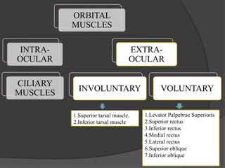 MUSCLES OF THE ORBIT and their significance | PPTX
