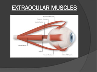 MUSCLES OF THE ORBIT and their significance | PPTX