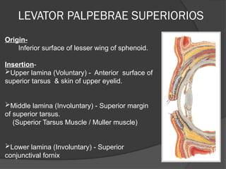MUSCLES OF THE ORBIT and their significance | PPTX