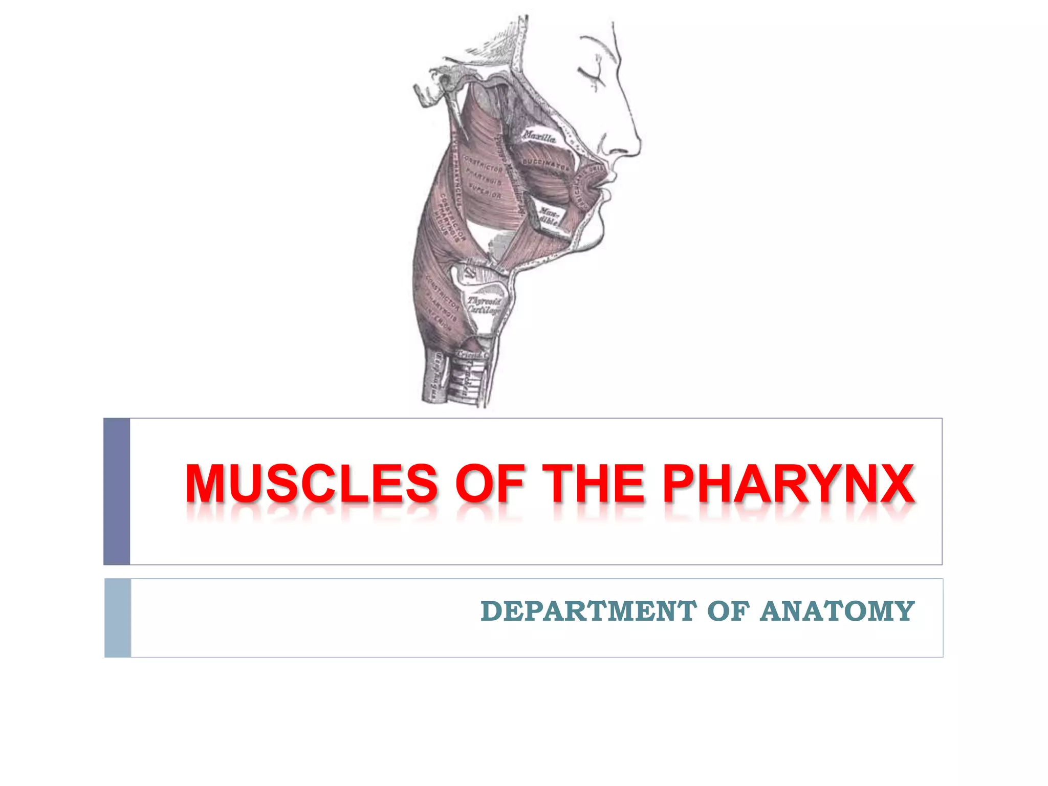 MUSCLES OF THE PHARYNX. | PPTX