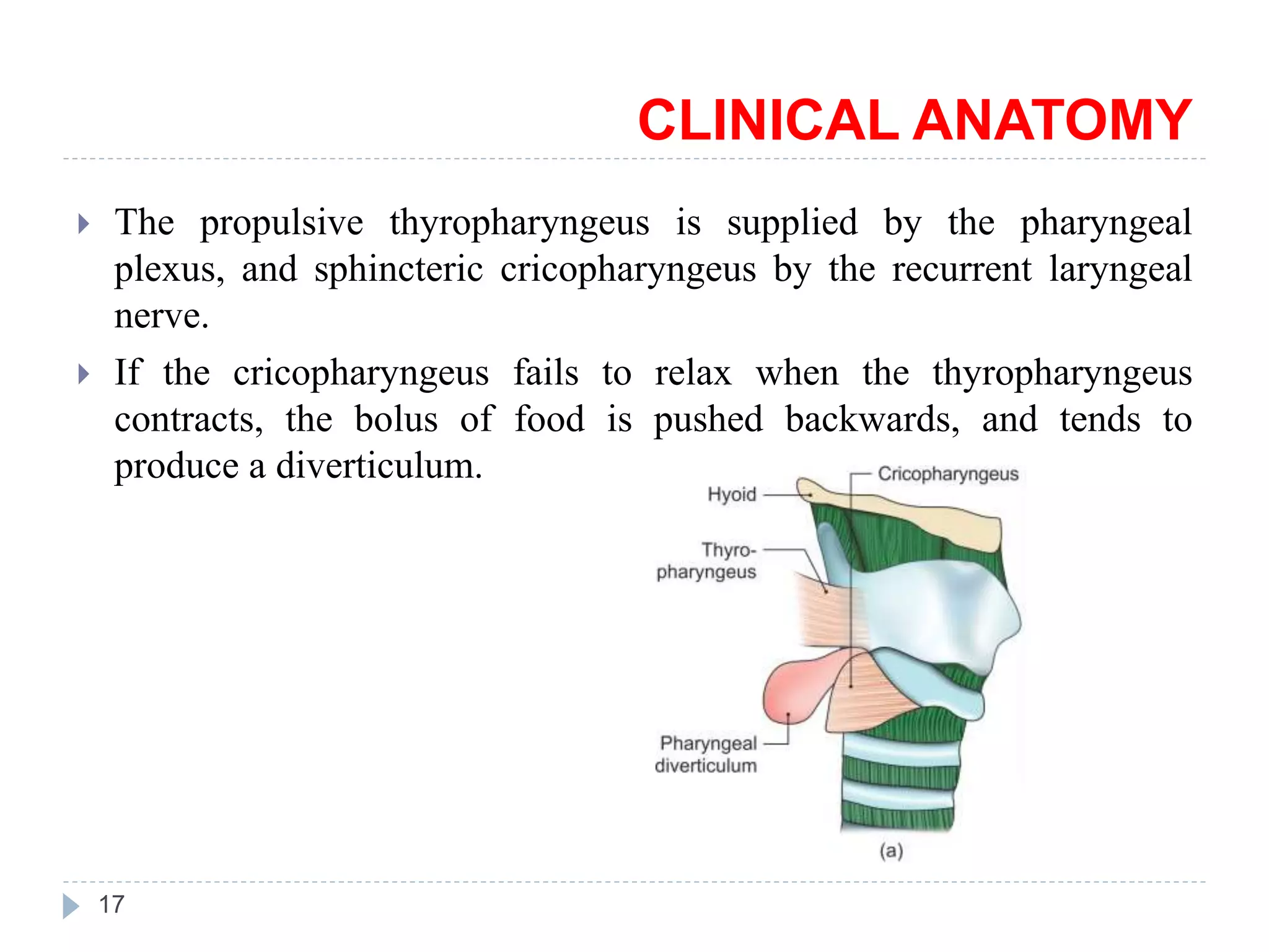 MUSCLES OF THE PHARYNX. | PPTX