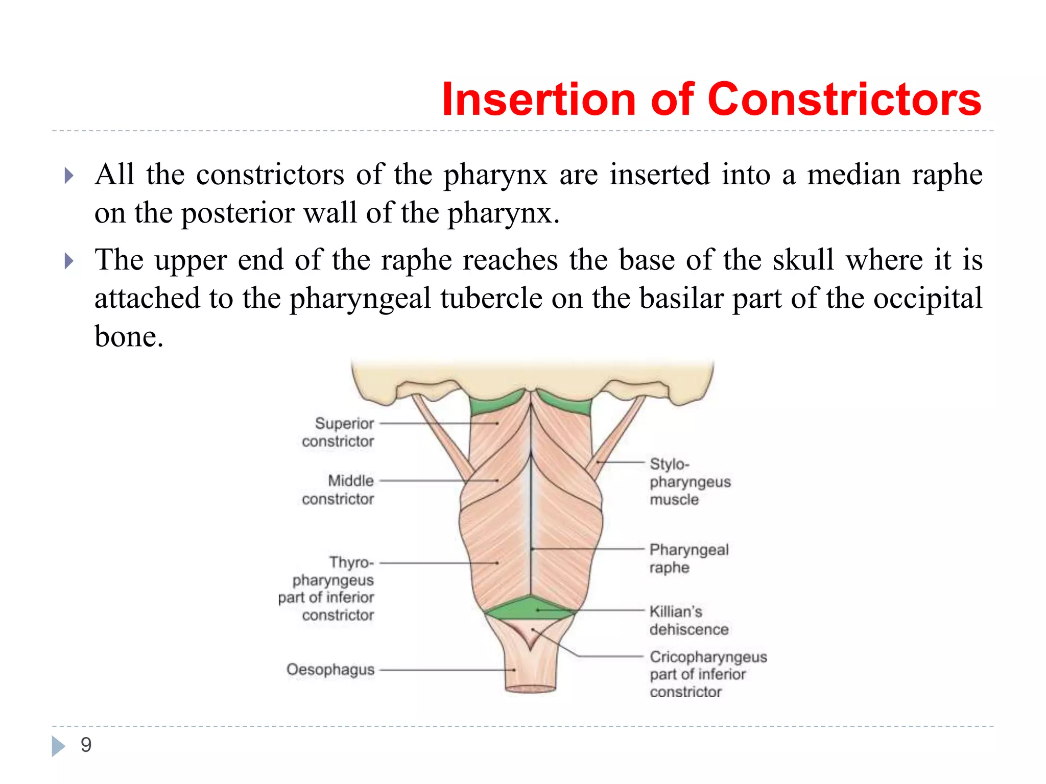 MUSCLES OF THE PHARYNX. | PPTX