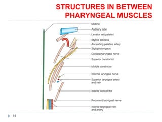 MUSCLES OF THE PHARYNX. | PPTX