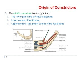 MUSCLES OF THE PHARYNX. | PPTX