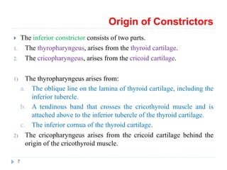 MUSCLES OF THE PHARYNX. | PPTX