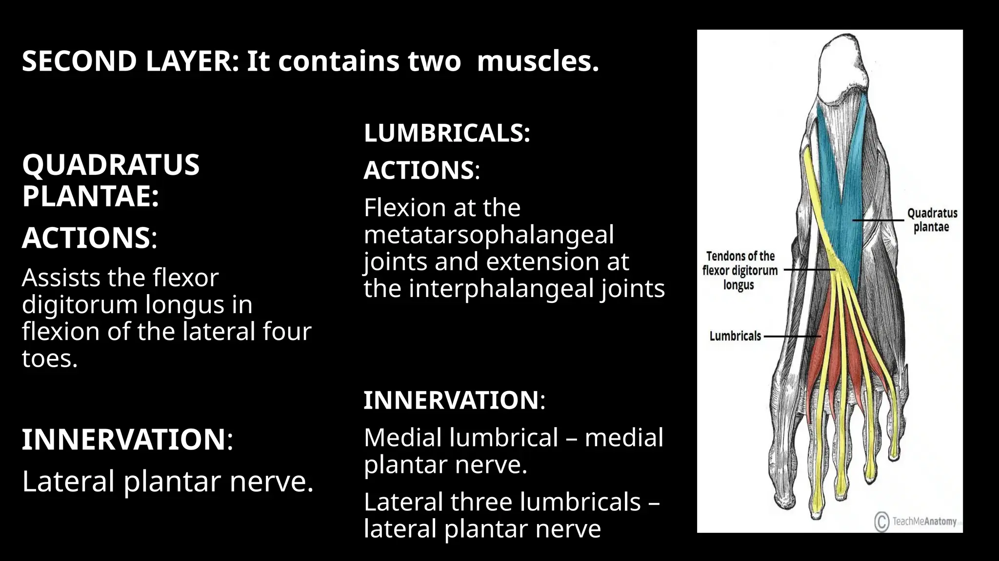 Muscles of the planter surface of the foot by sohail ayub pptx | PPTX