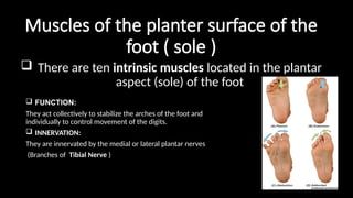 Muscles of the planter surface of the foot by sohail ayub pptx | PPT