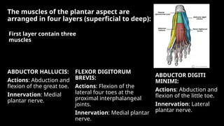 Muscles of the planter surface of the foot by sohail ayub pptx | PPT