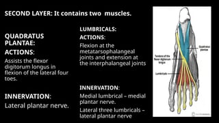 Muscles of the planter surface of the foot by sohail ayub pptx | PPT
