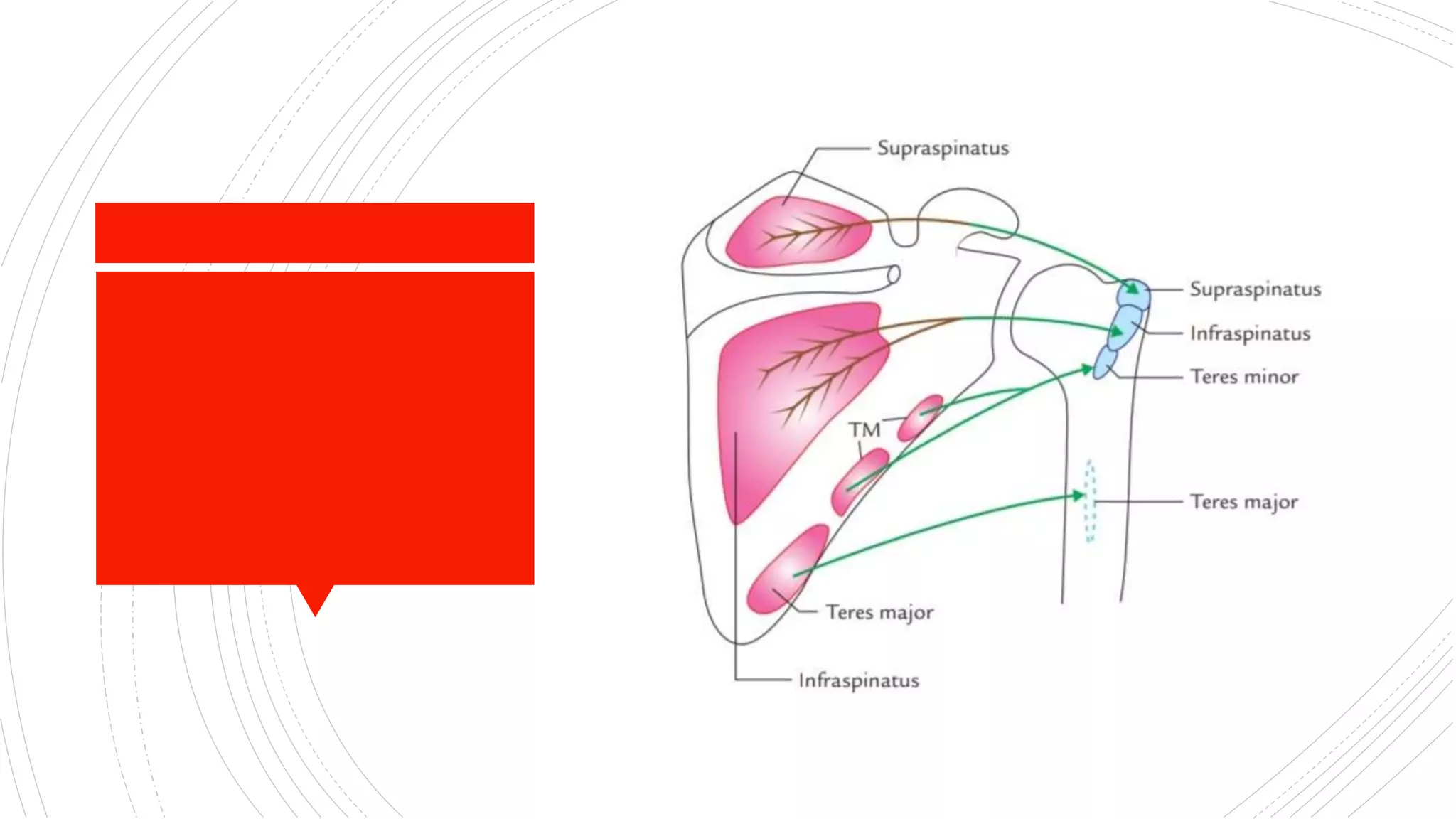 Muscles of the scapular region | PPTX