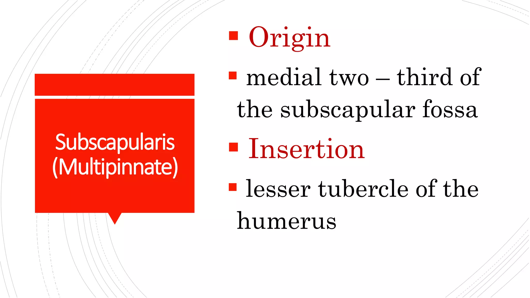 Muscles of the scapular region | PPTX