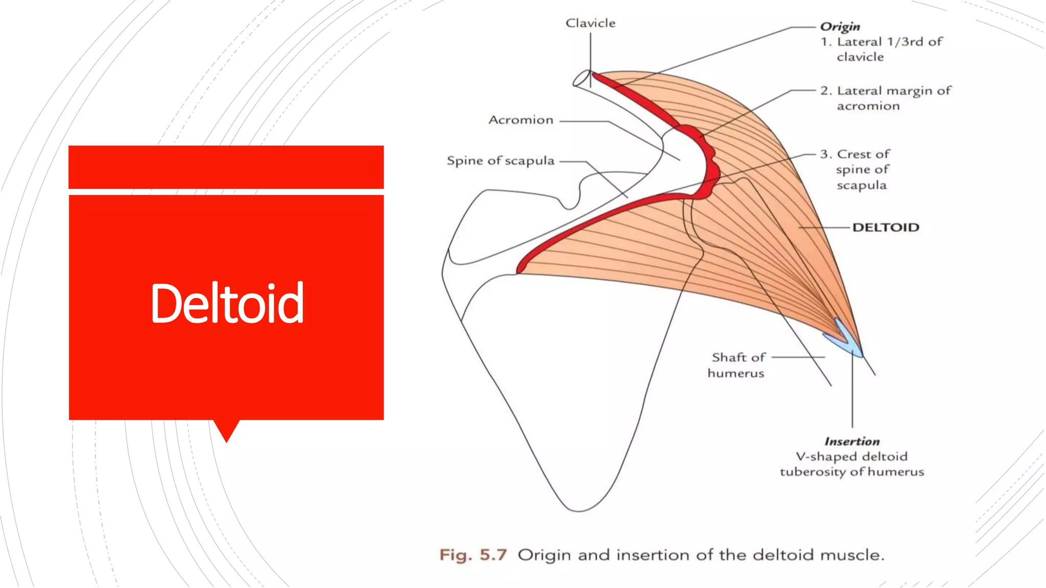 Muscles of the scapular region | PPTX
