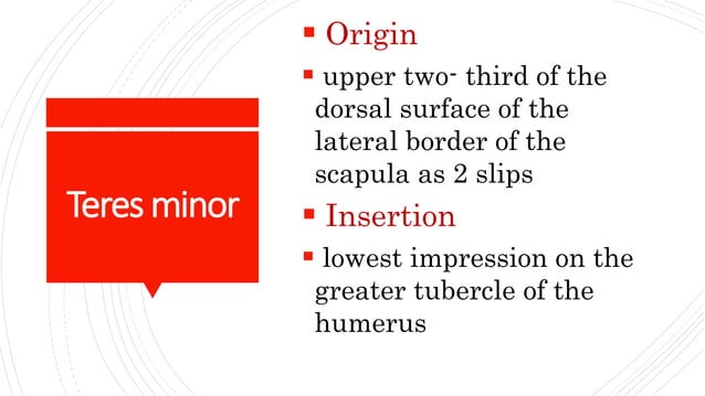 Muscles of the scapular region | PPTX | Death, Injury, or Military ...