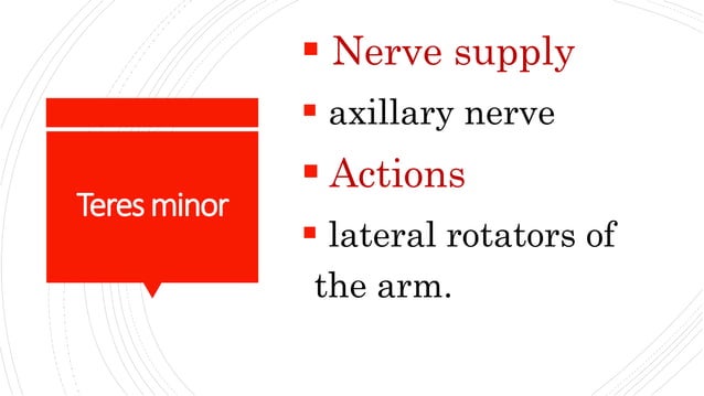 Muscles of the scapular region | PPTX | Death, Injury, or Military ...