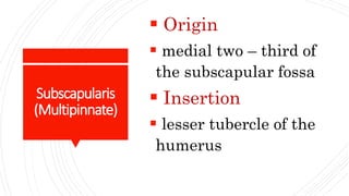 Muscles of the scapular region | PPTX