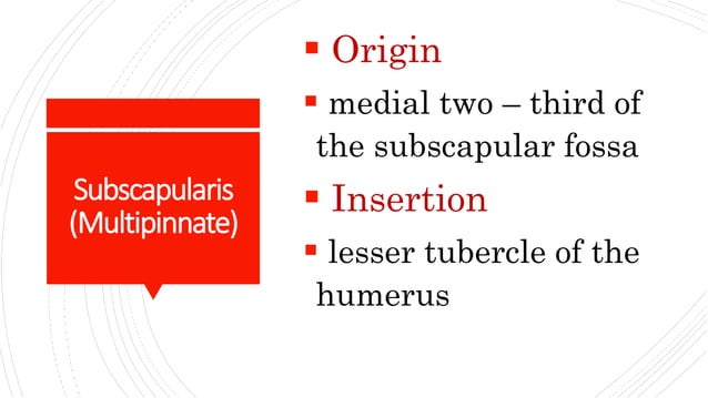 Muscles of the scapular region | PPTX | Death, Injury, or Military ...