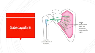 Muscles of the scapular region | PPTX