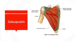 Muscles of the scapular region | PPTX