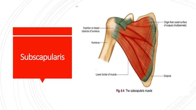 Muscles of the scapular region | PPTX | Death, Injury, or Military ...