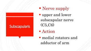 Muscles of the scapular region | PPTX