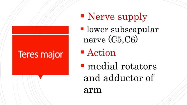 Muscles of the scapular region | PPTX | Death, Injury, or Military ...