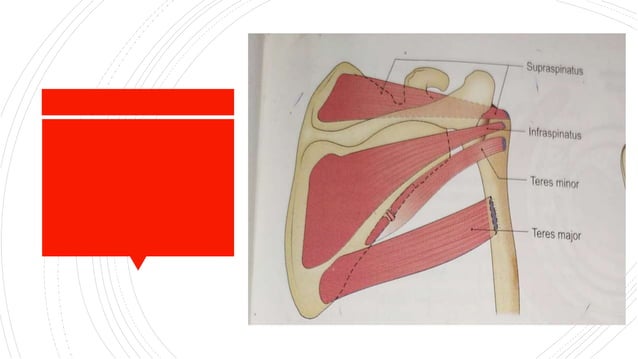 Muscles of the scapular region | PPTX | Death, Injury, or Military ...