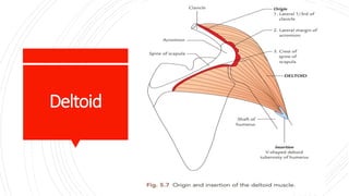 Muscles of the scapular region | PPTX