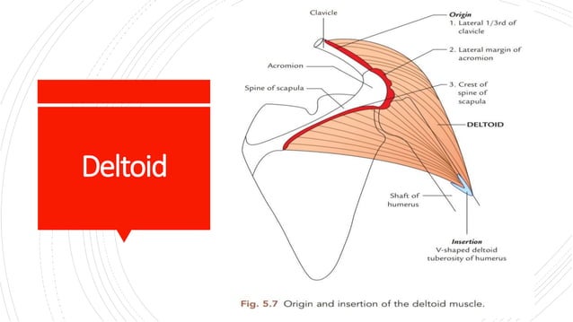 Muscles of the scapular region | PPTX | Death, Injury, or Military ...