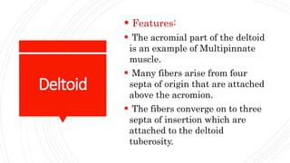 Muscles of the scapular region | PPTX