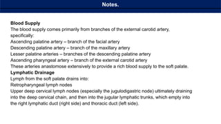 MUSCLES OF THE SOFT PALATE-----------.pptx