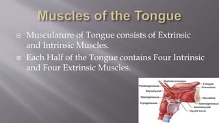 Muscles of the Tongue | PPTX
