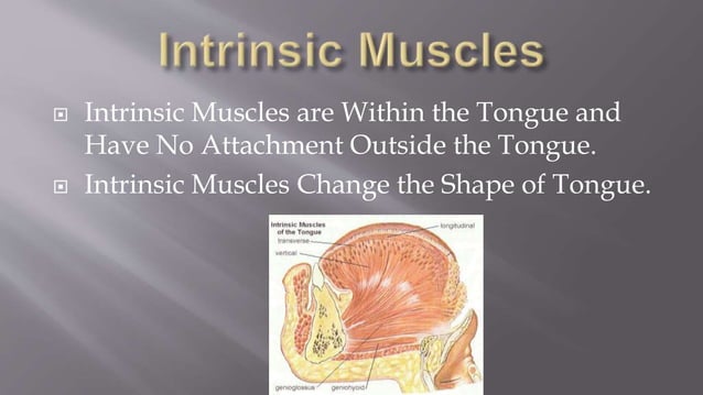 Muscles of the Tongue | PPTX