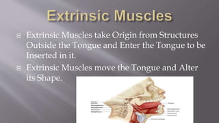 Muscles of the Tongue | PPTX