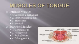 Extrinsic Muscles Of Tongue