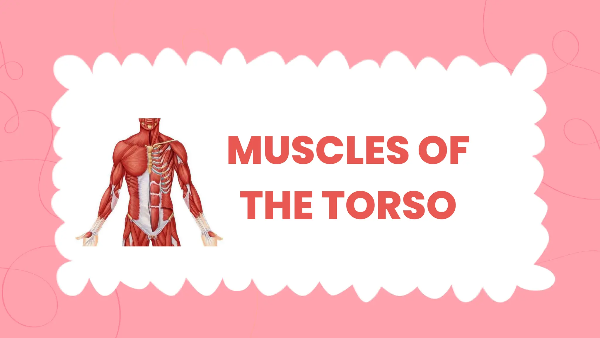 Muscles of the Torso_20231012_072155_0000.pptx