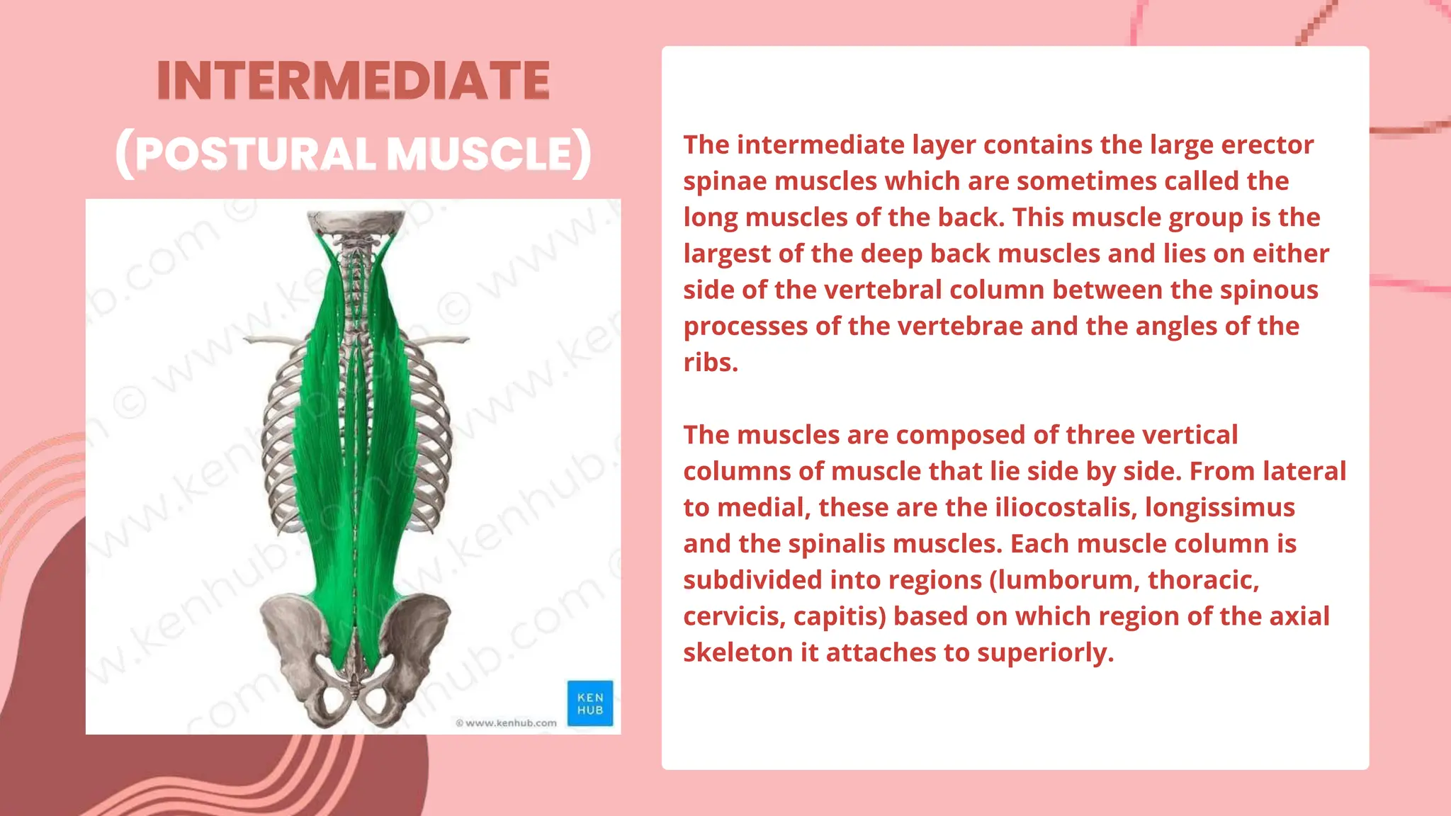 Muscles of the Torso_20231012_072155_0000.pptx
