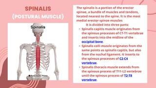 Muscles of the Torso_20231012_072155_0000.pptx