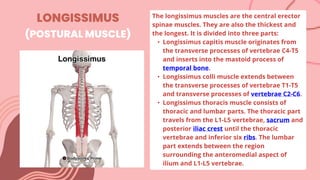 Muscles of the Torso_20231012_072155_0000.pptx