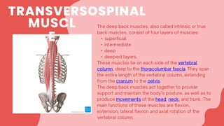 Muscles of the Torso_20231012_072155_0000.pptx
