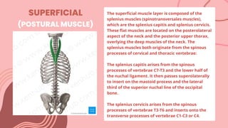 Muscles of the Torso_20231012_072155_0000.pptx