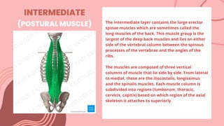 Muscles of the Torso_20231012_072155_0000.pptx