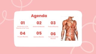Muscles of the Torso_20231012_072155_0000.pptx