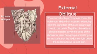 Muscles of the Torso_20231012_072155_0000.pptx