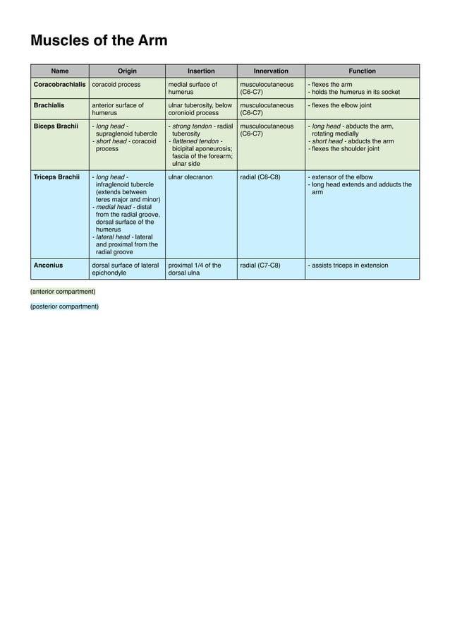 Muscles of the upper limb | PDF