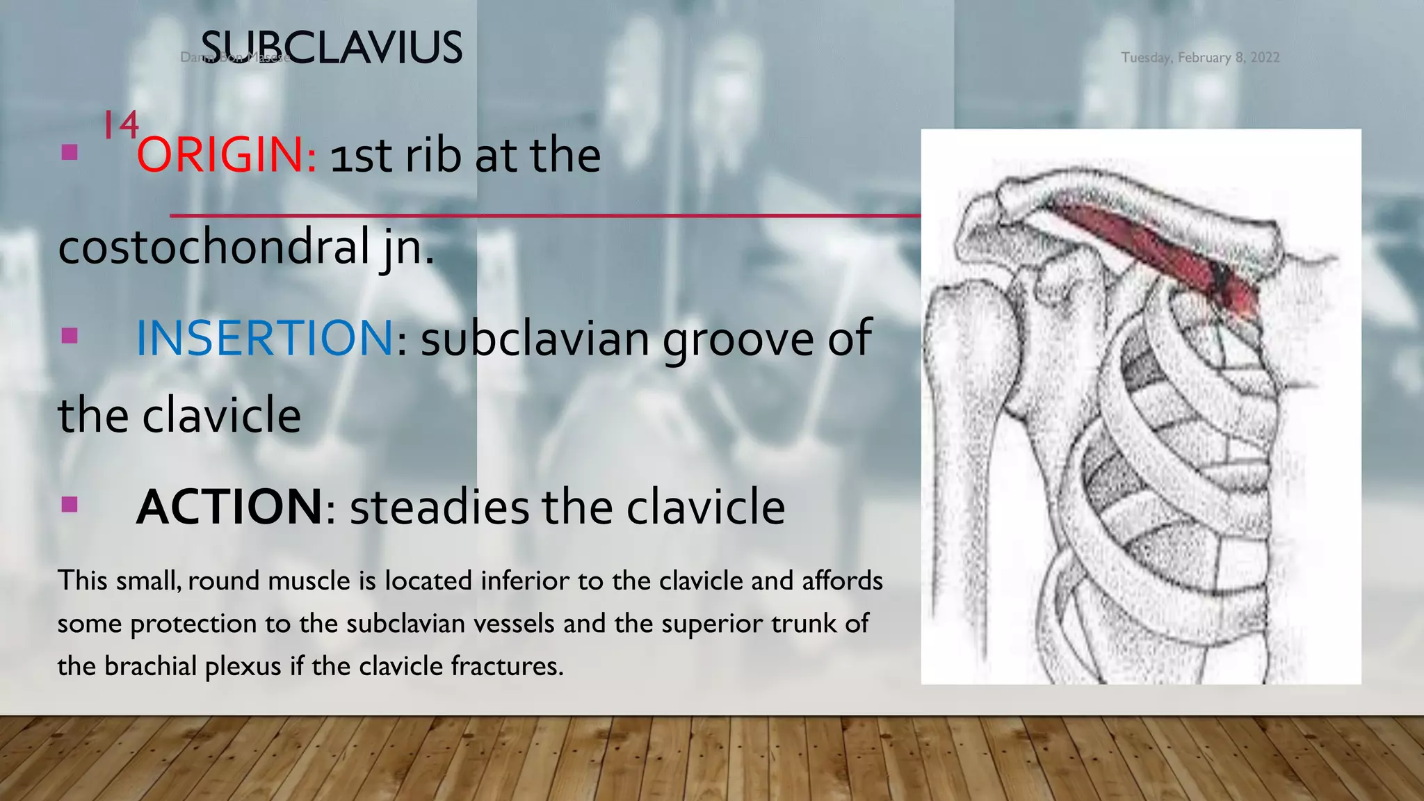 Muscles of the upper Limb | PDF