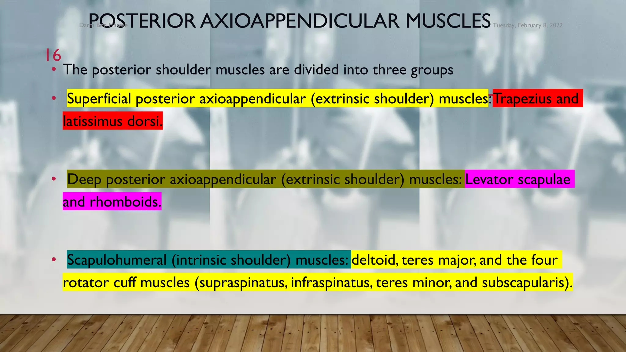 Muscles of the upper Limb | PDF