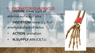 Muscles of the upper Limb | PDF