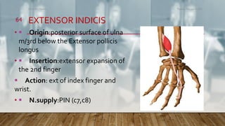 Muscles of the upper Limb | PDF