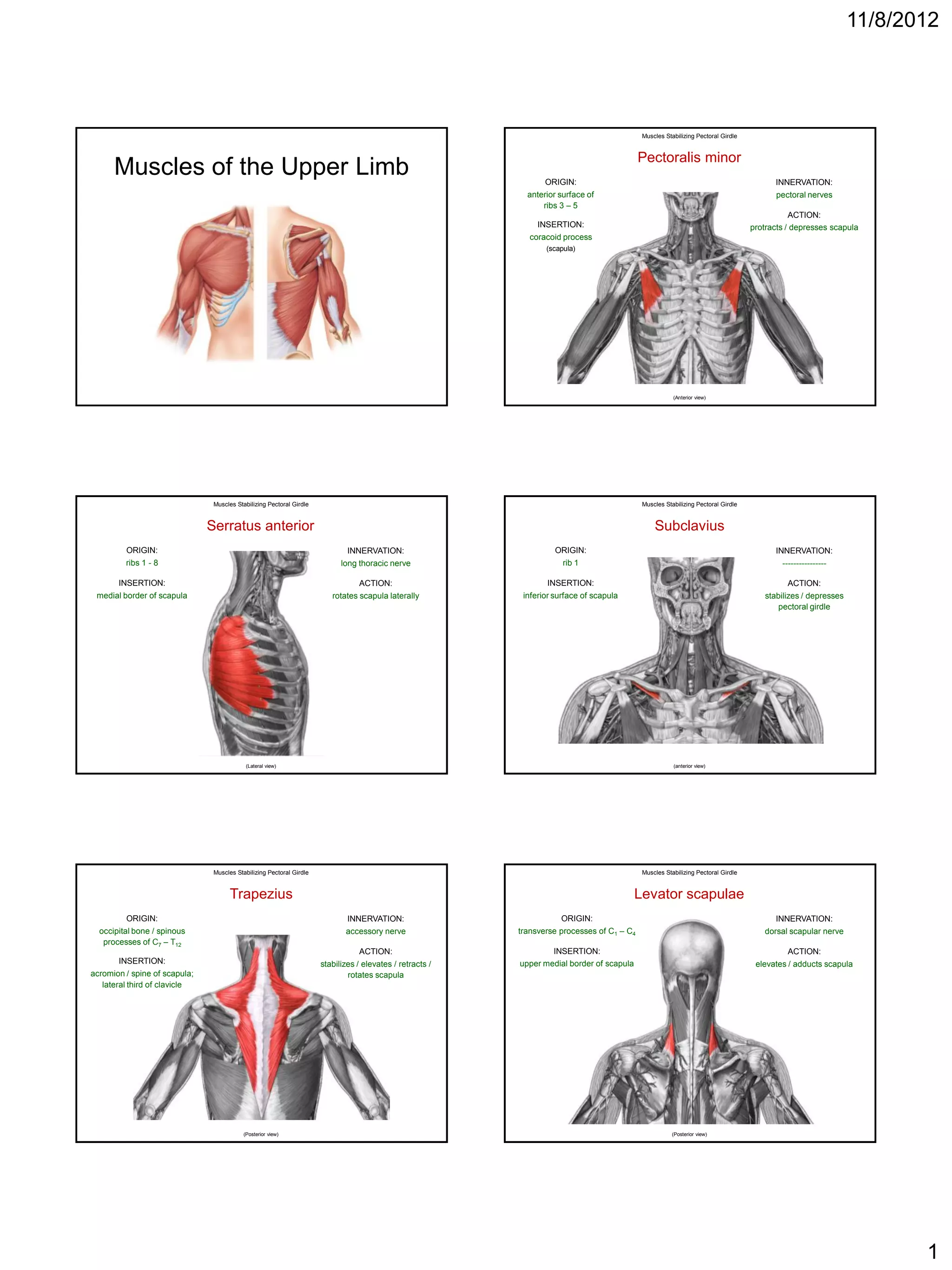 Muscles of the Upper Limb.pdf