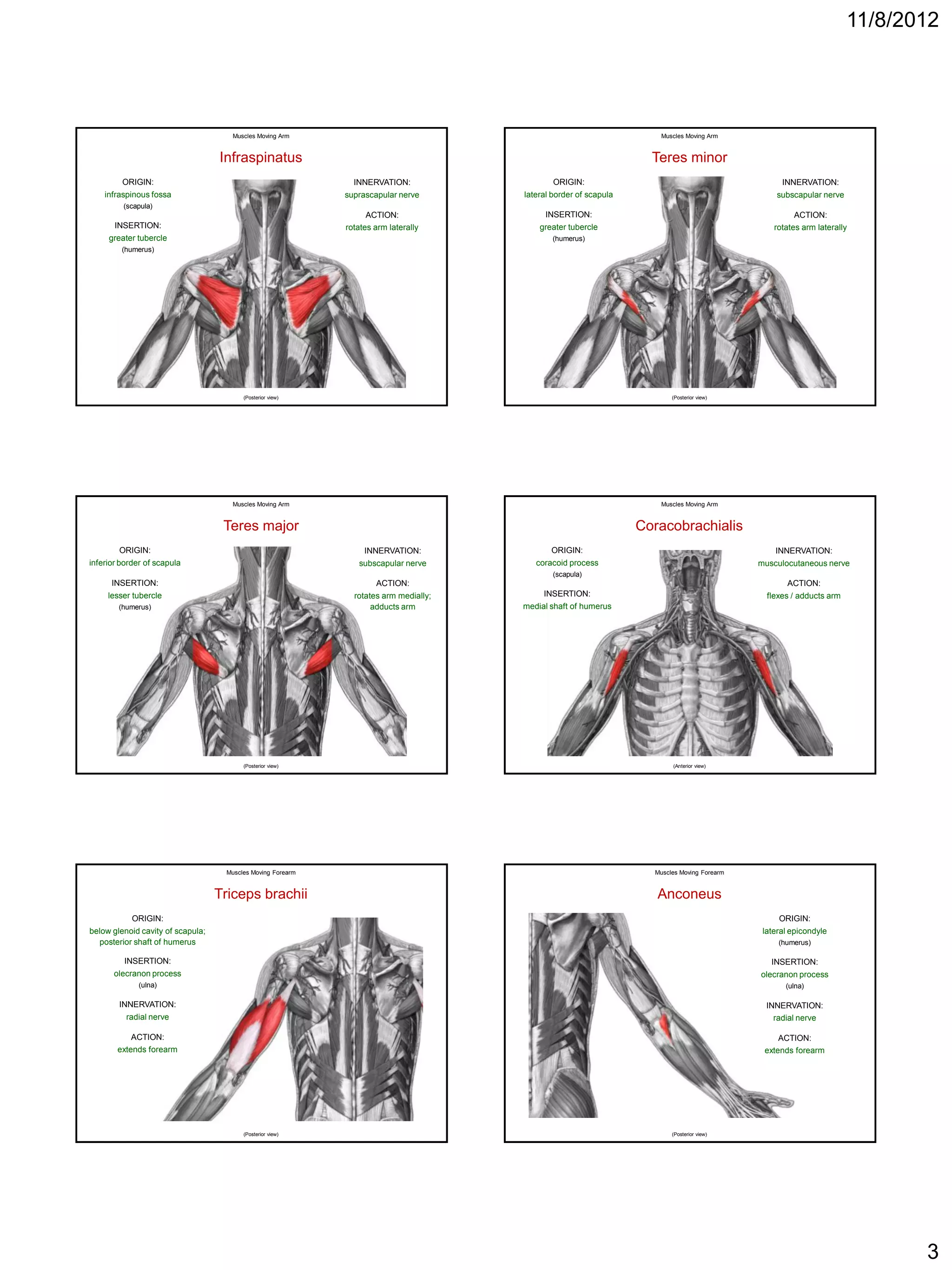 Muscles of the Upper Limb.pdf